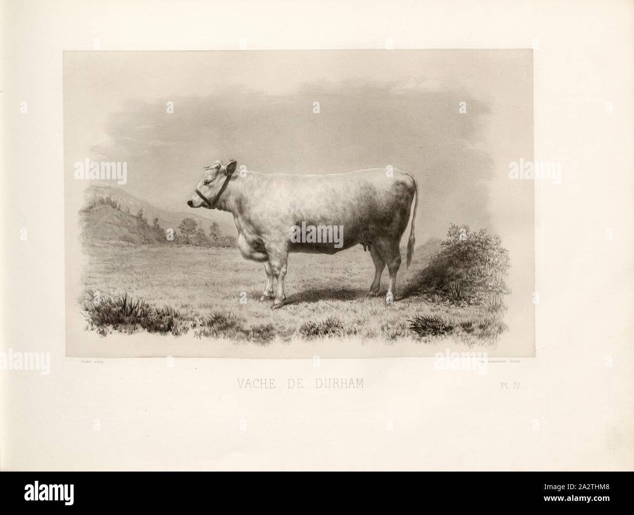 Durham Cow 2, British cattle breed, cow, signed: Oudet sculp, Pl. IV, p ...