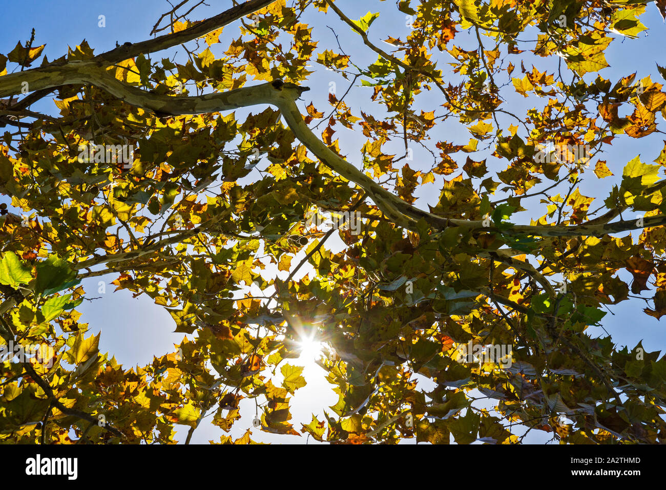 Sycamore tree leaves hi-res stock photography and images - Alamy