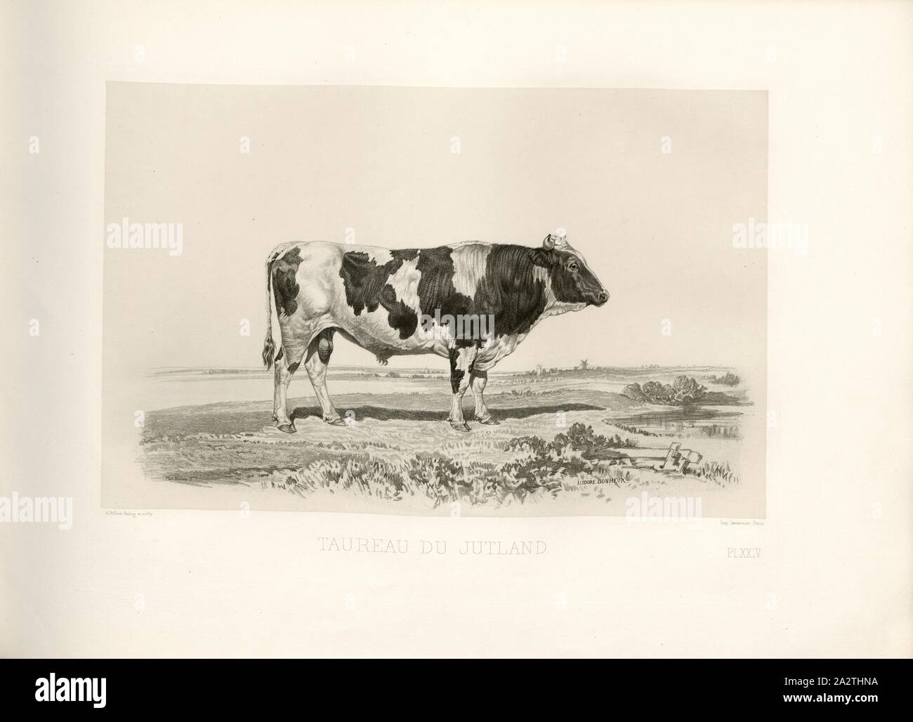 Danish cattle breed hi-res stock photography and images - Alamy