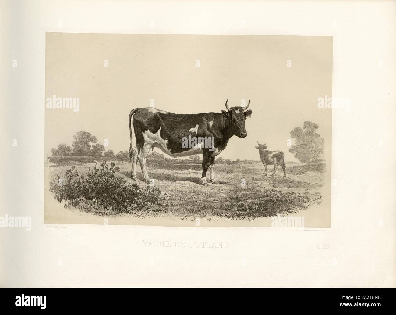 Pl xxv hi-res stock photography and images - Alamy