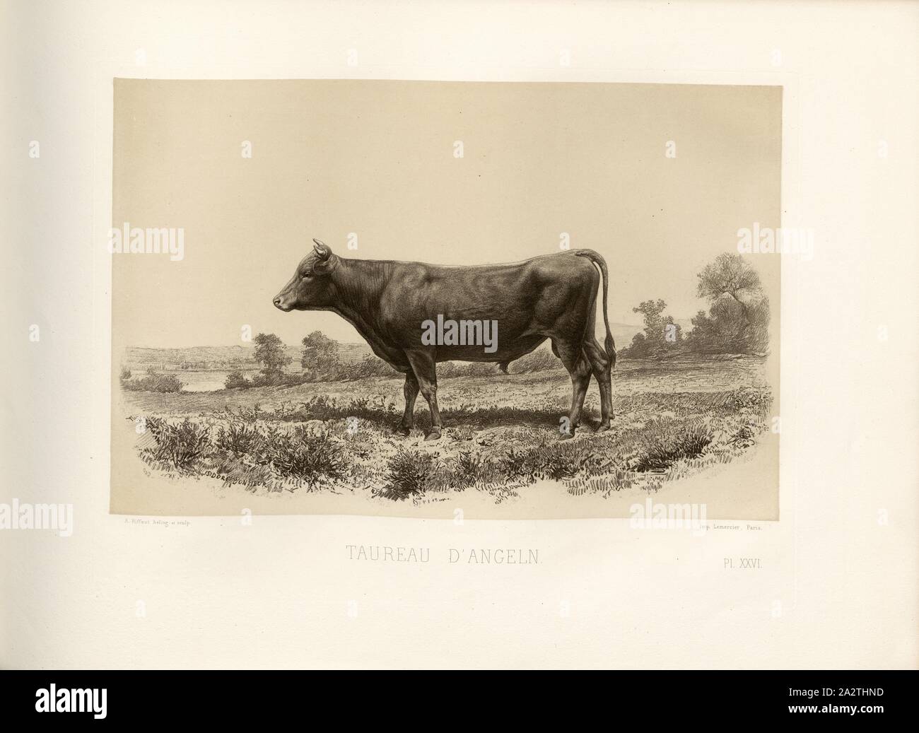 Angelns hi-res stock photography and images - Alamy