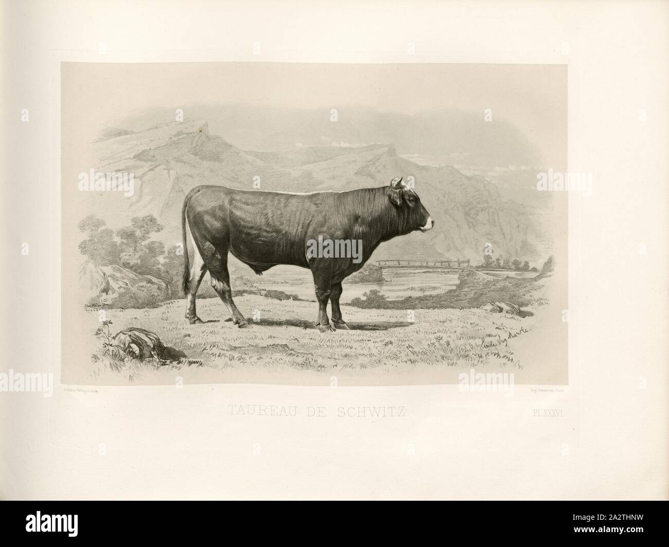 Schwitz taurus hi-res stock photography and images - Alamy