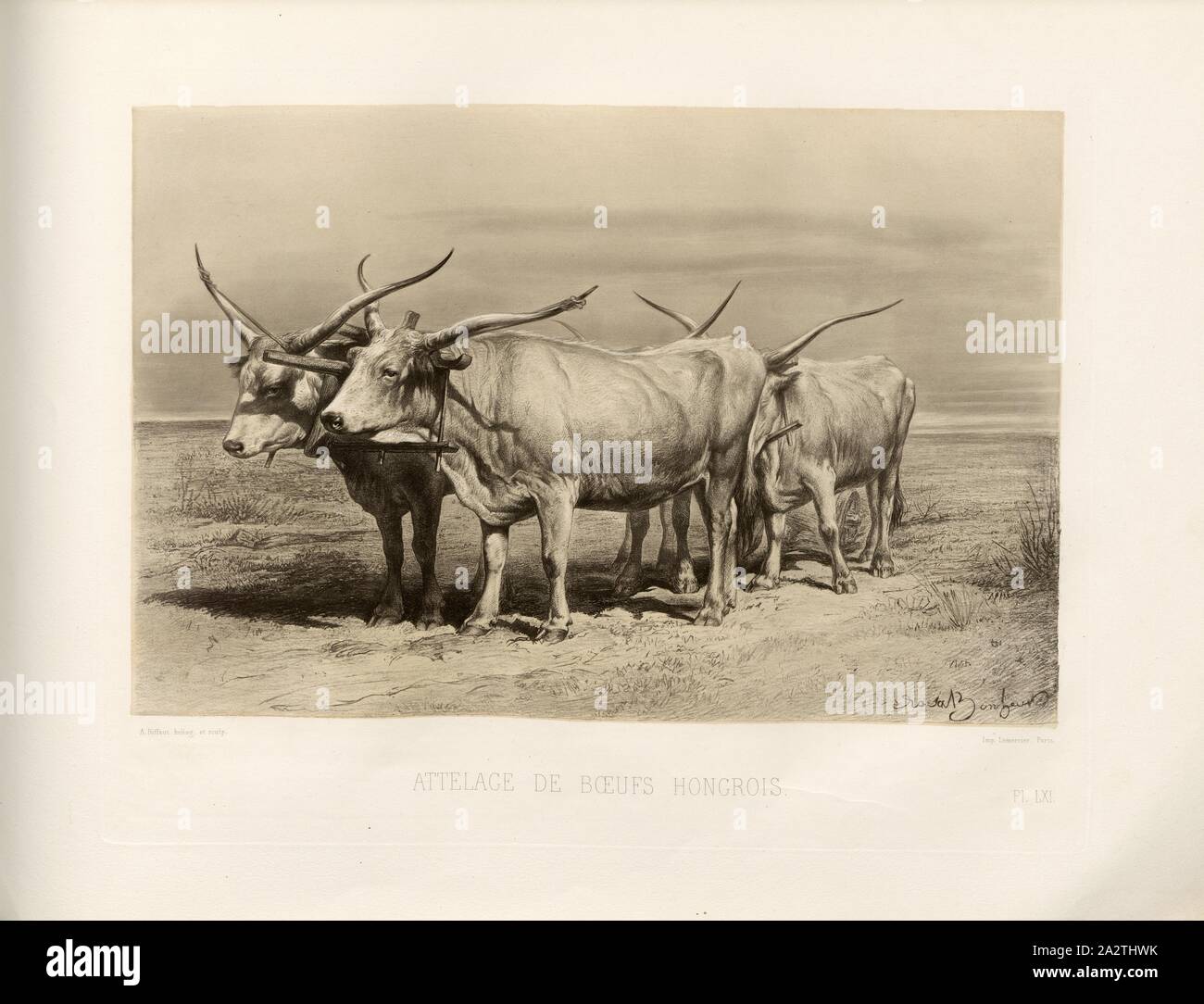 Hungarian cattle harness hi-res stock photography and images - Alamy