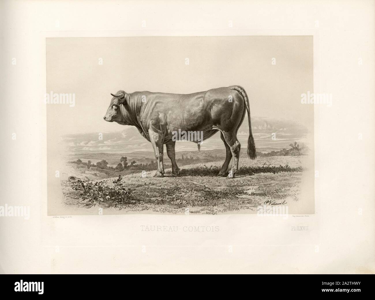 Comtois Bull, French cattle breed, bull, signed: Phot., Nadar, P ...