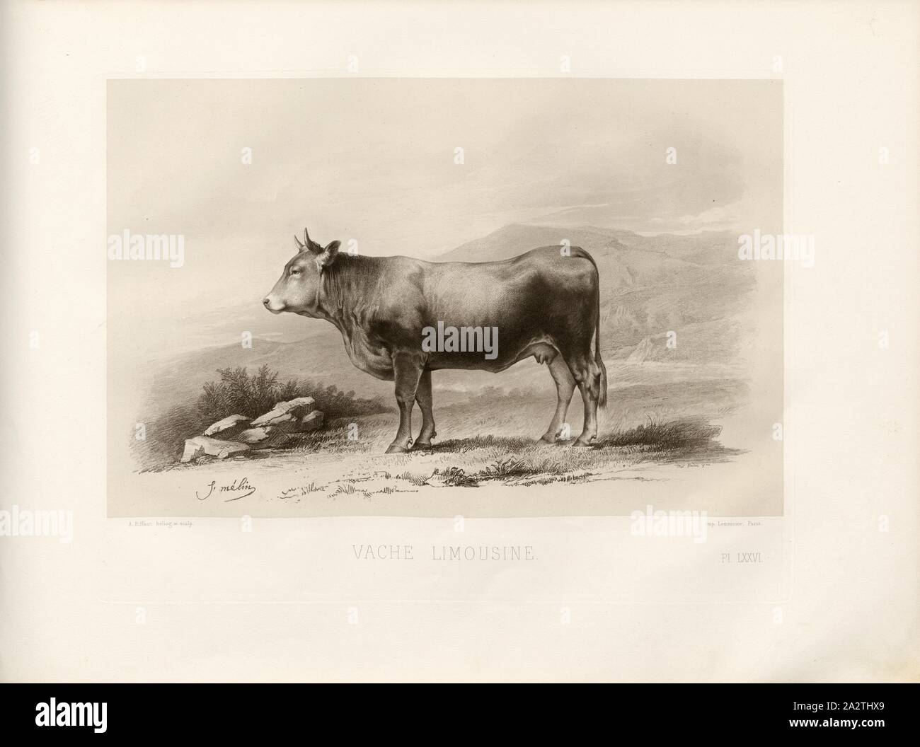 French limousine hi-res stock photography and images - Alamy