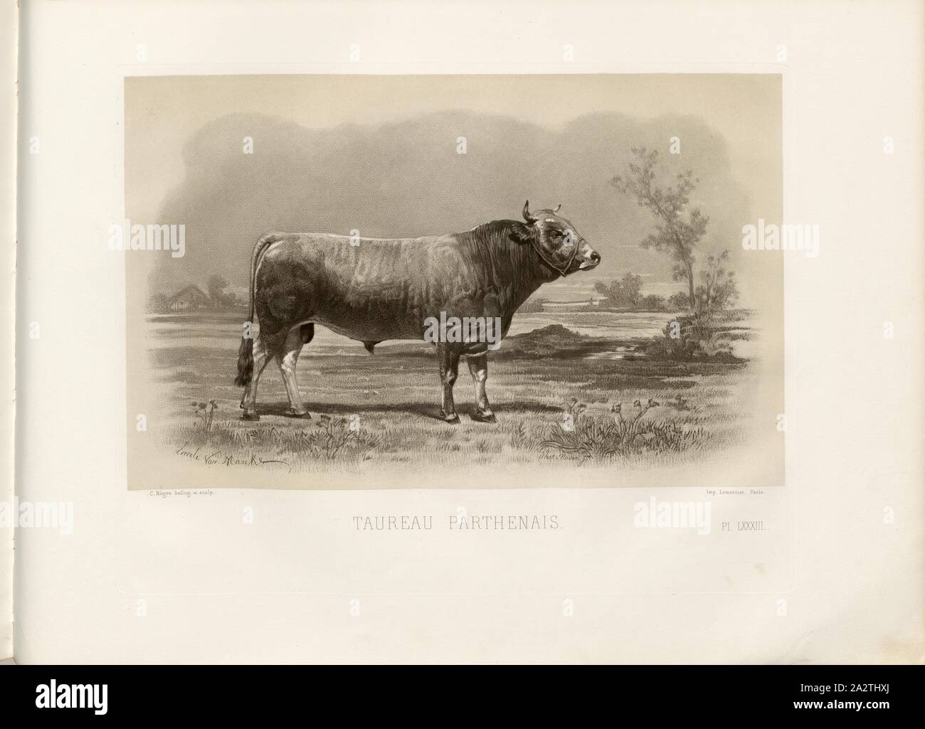 Parthenais cattle hi-res stock photography and images - Alamy