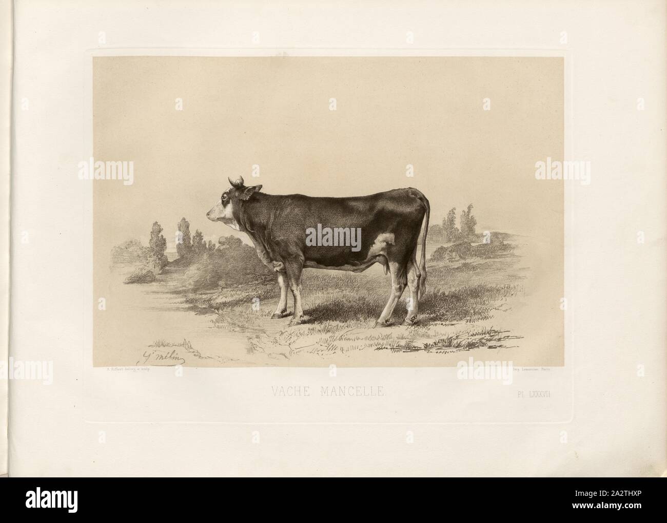 Cow mancelle hi-res stock photography and images - Alamy