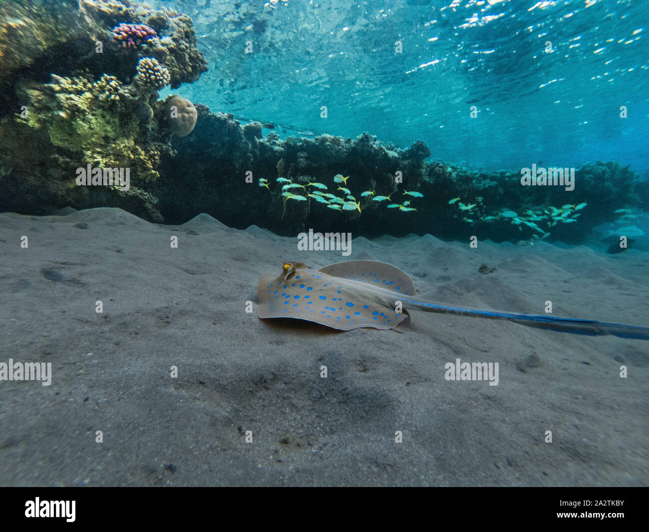 Blue spotted stingray with glowing Eyes in Marsa Alam, Egypt Stock ...