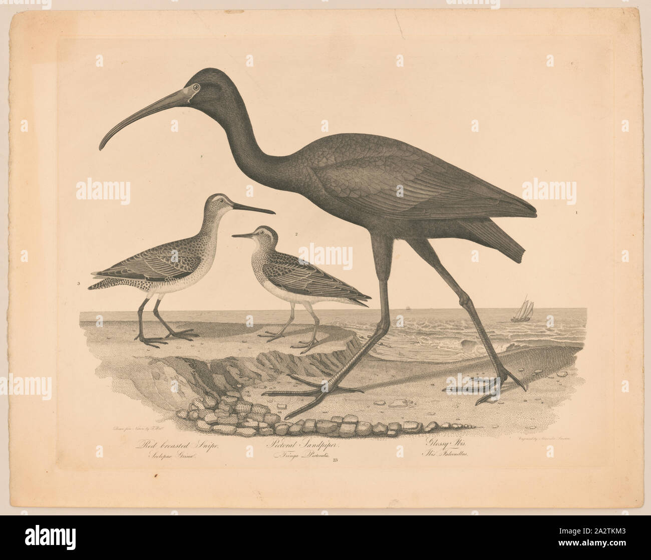 Red breasted snipe. Pectoral sandpiper. Glossy ibis Stock Photo - Alamy