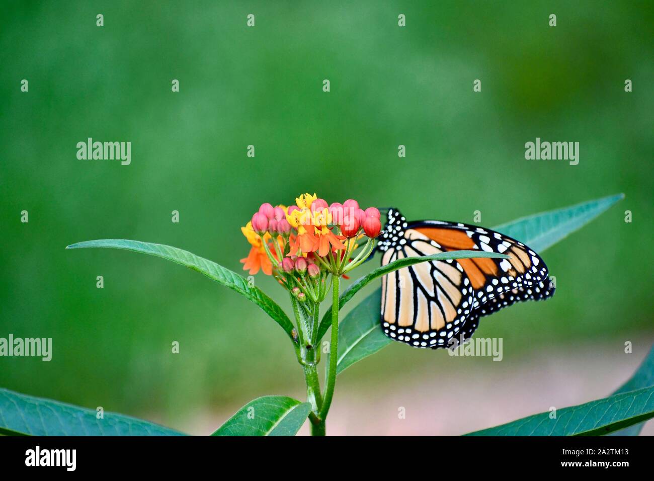 monarch butterfly on orange butterfly weed Stock Photo - Alamy