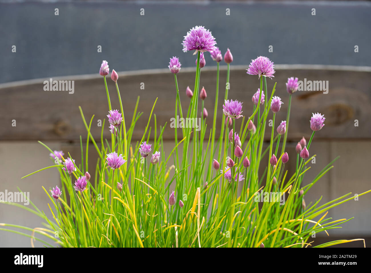 Chive Blossoms in Spring in the City, Munich Stock Photo - Alamy