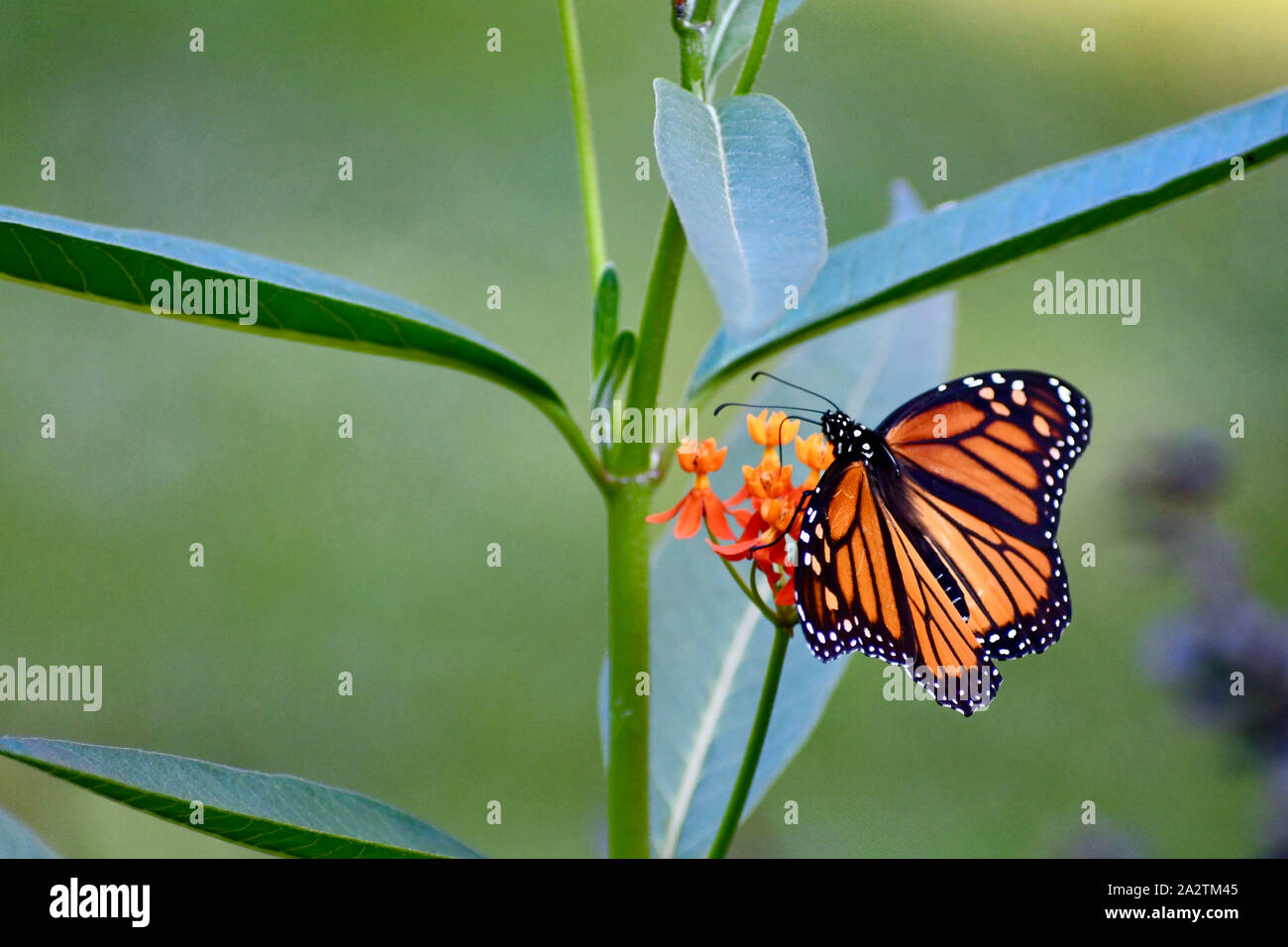 monarch butterfly on orange butterfly weed Stock Photo - Alamy