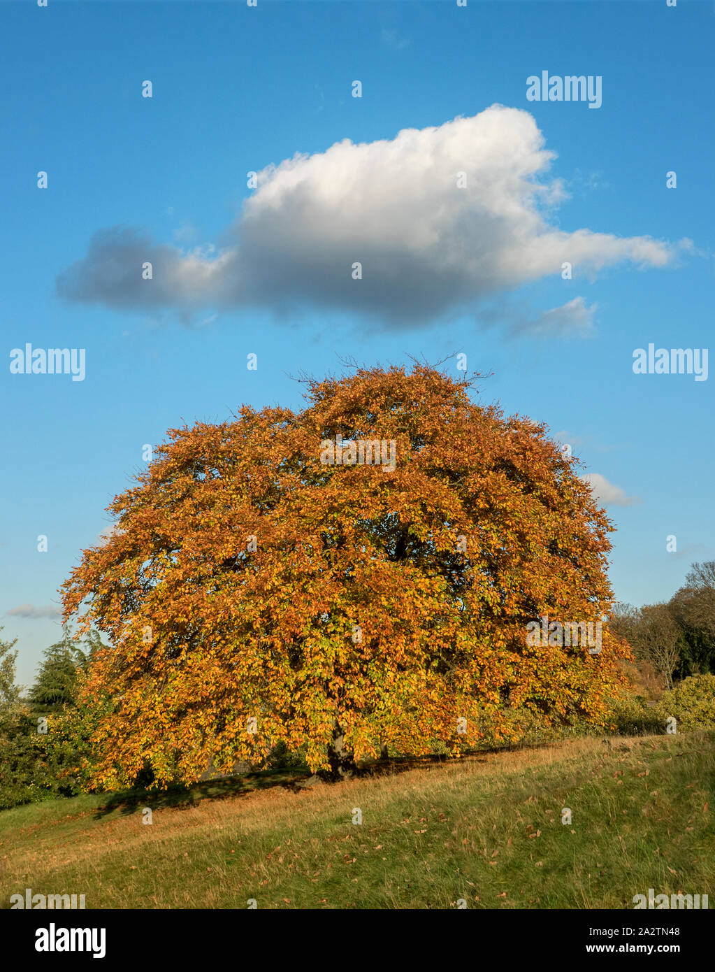 tree in autumn Stock Photo - Alamy