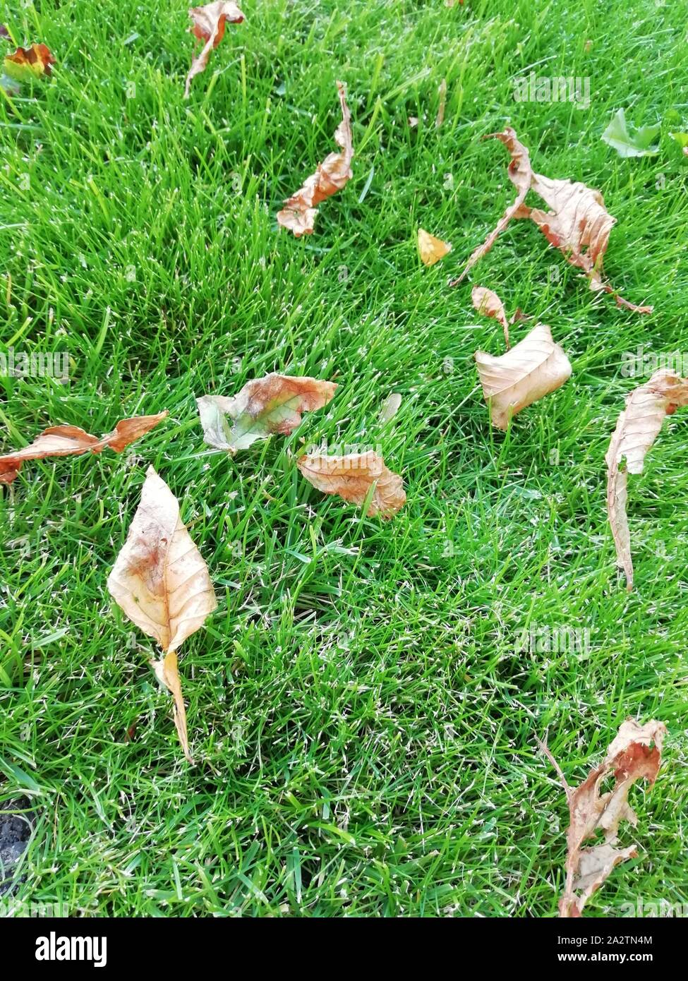 Autumn has started leaves falling on the grass Stock Photo - Alamy
