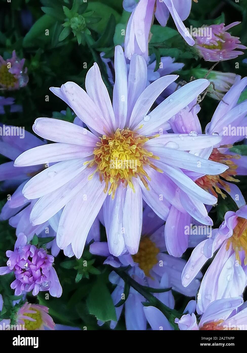 Autumn flowers like the new england aster or aster novi belgii with it ...