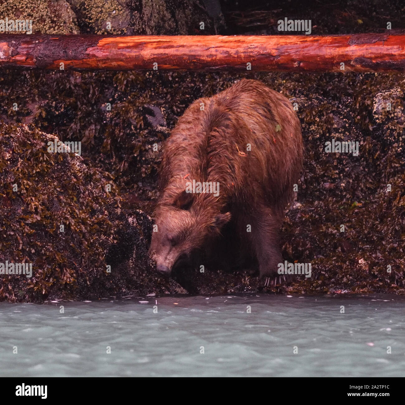 A grizzly bear (Ursus arctos) hunts for food on a rocky shore at low ...