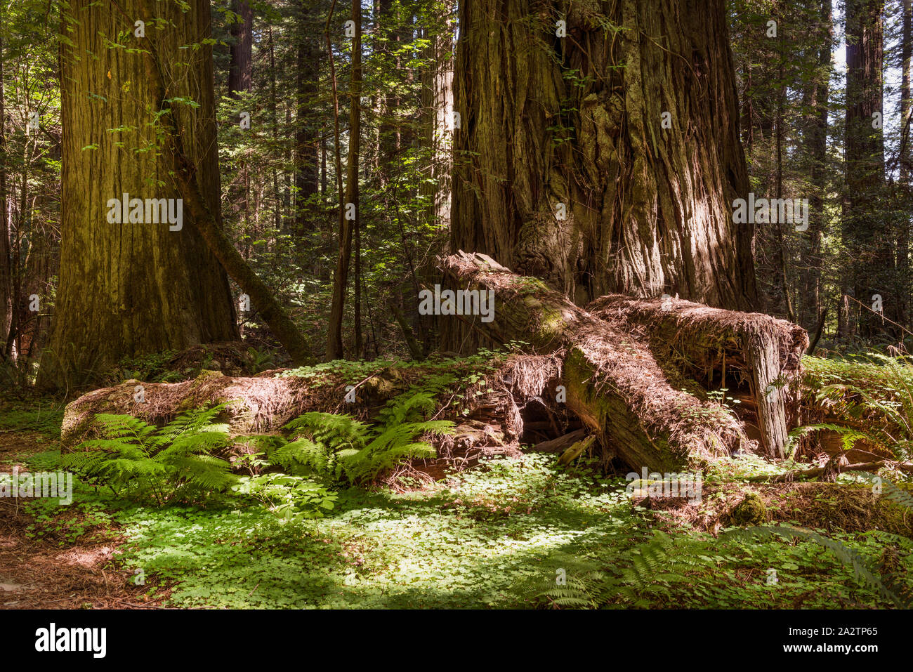 Redwood canopy habitat hi-res stock photography and images - Alamy