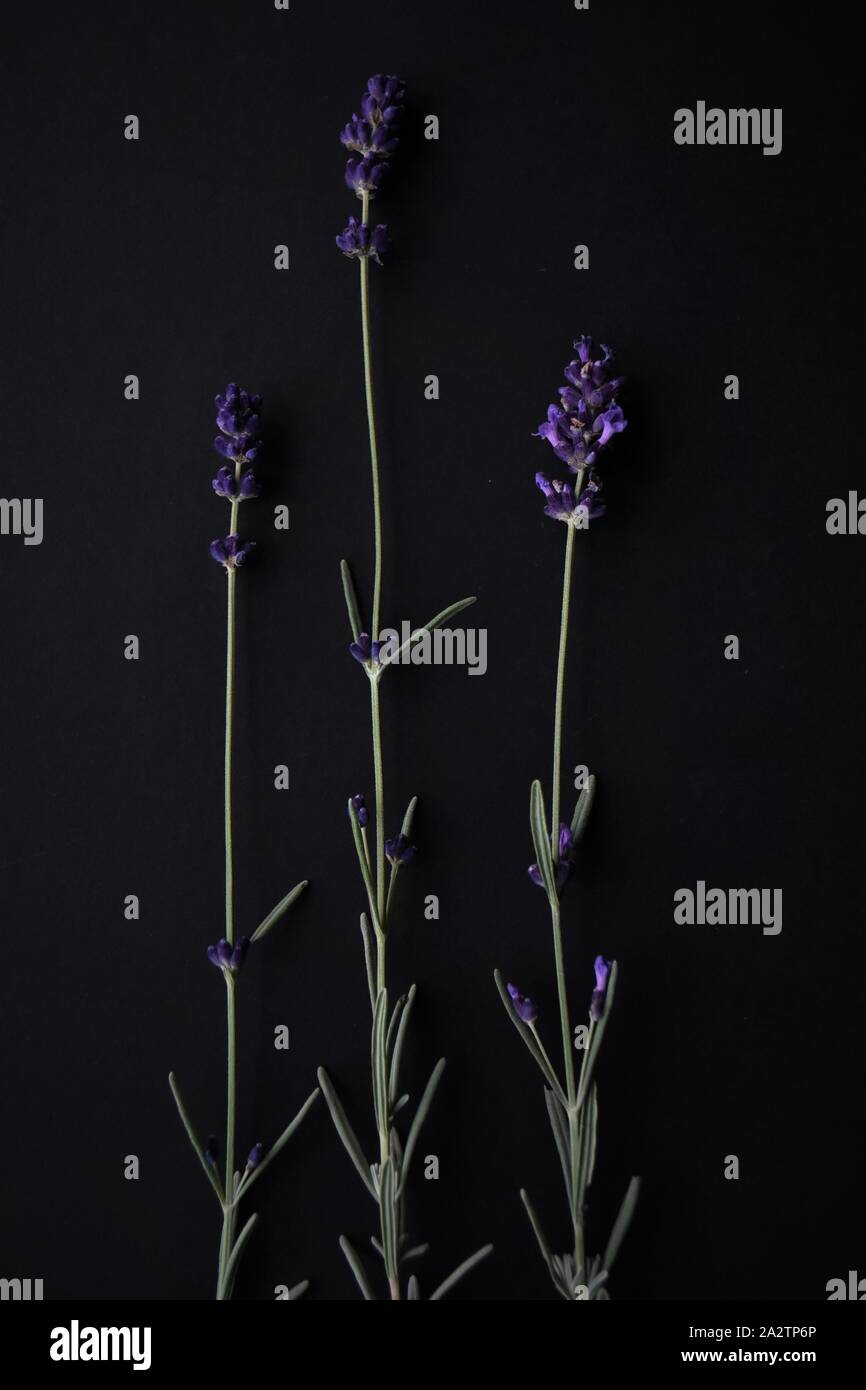 3 stems of purple lavender laying on a dark plain background Stock ...