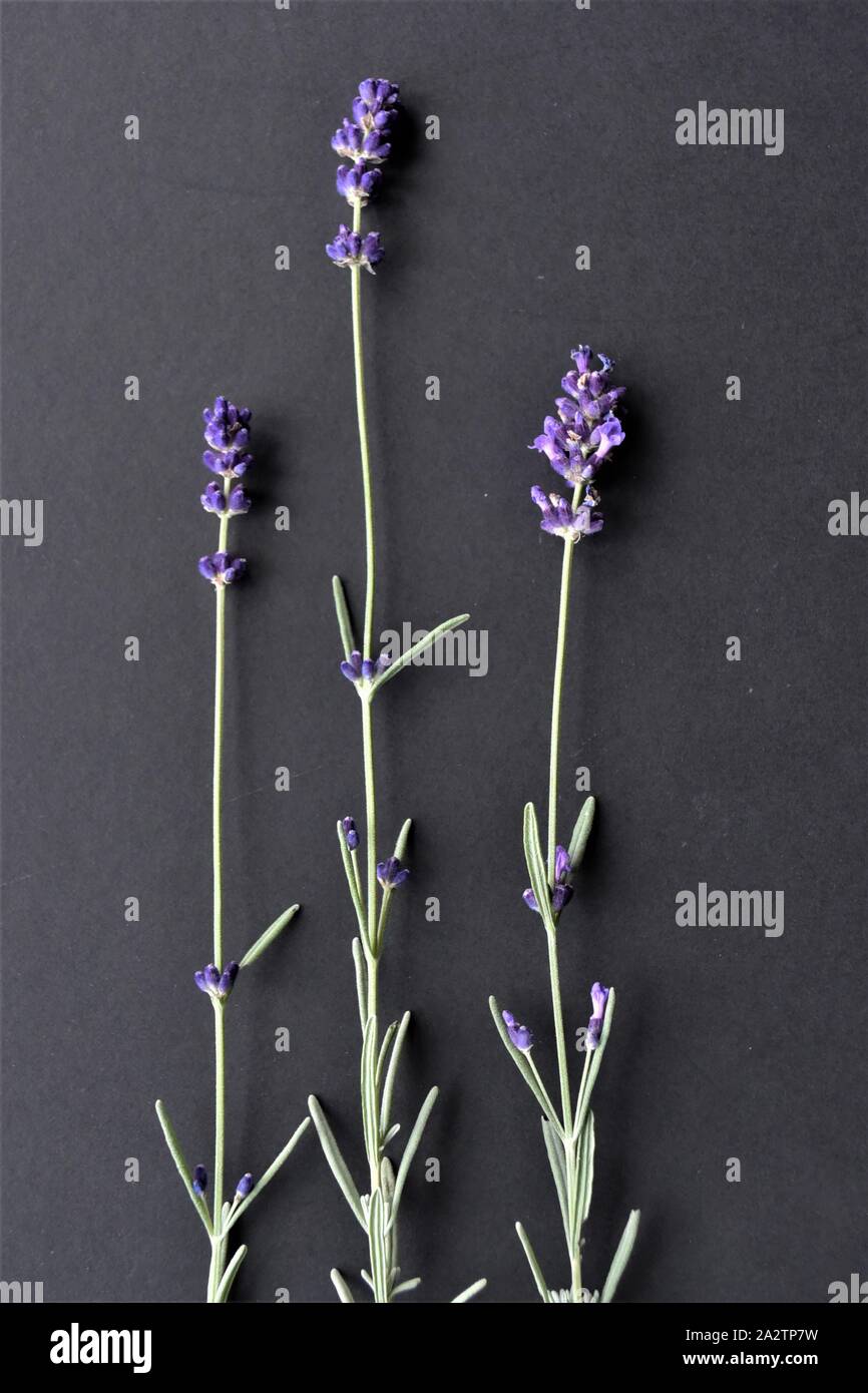 3 stems of purple lavender laying on a dark plain background Stock ...