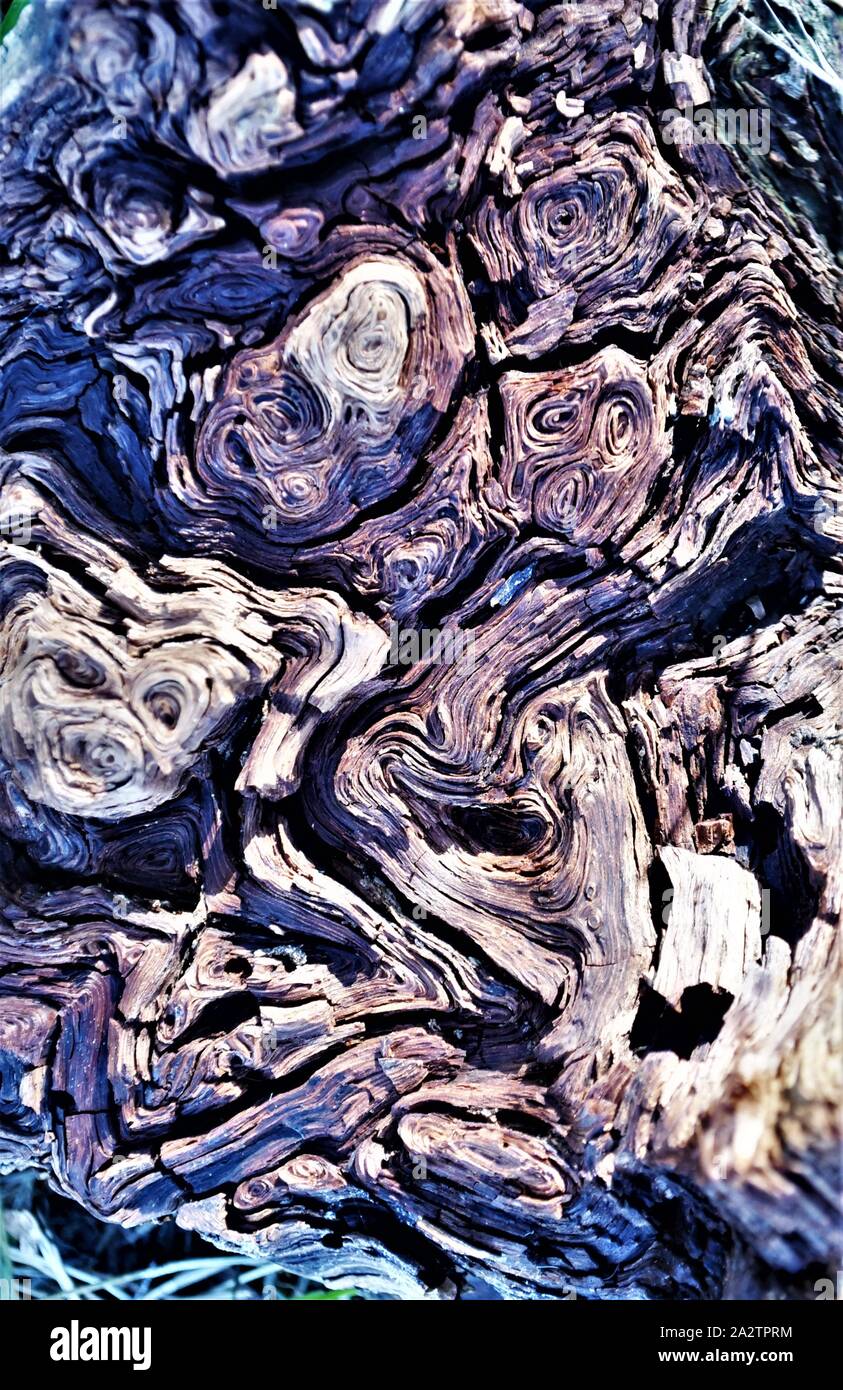 Close up detail of oak tree bark inside a piece that has fallen offfor ...