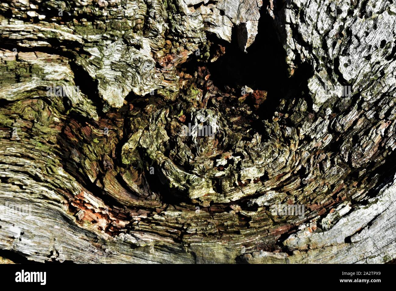 Oak tree bark hi-res stock photography and images - Alamy