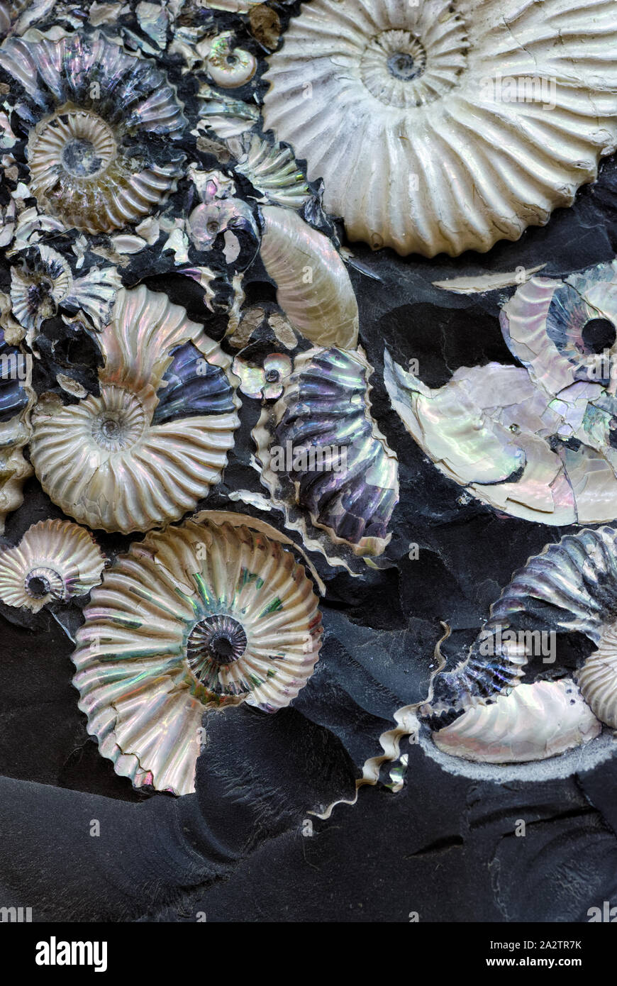 Backgrounds and textures: remains of fossilized seashells in a black ...
