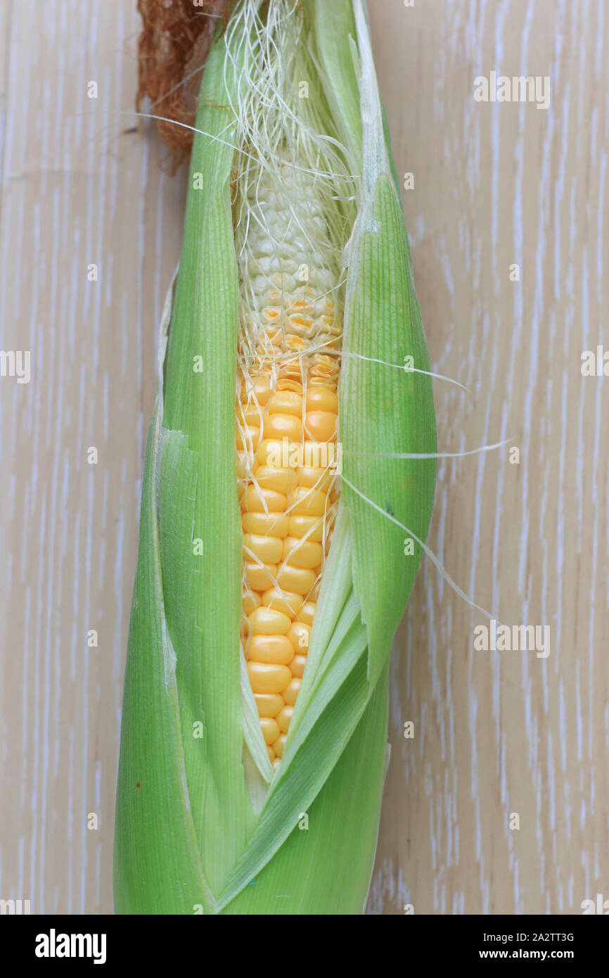 Corn in husks fresh hi-res stock photography and images - Alamy