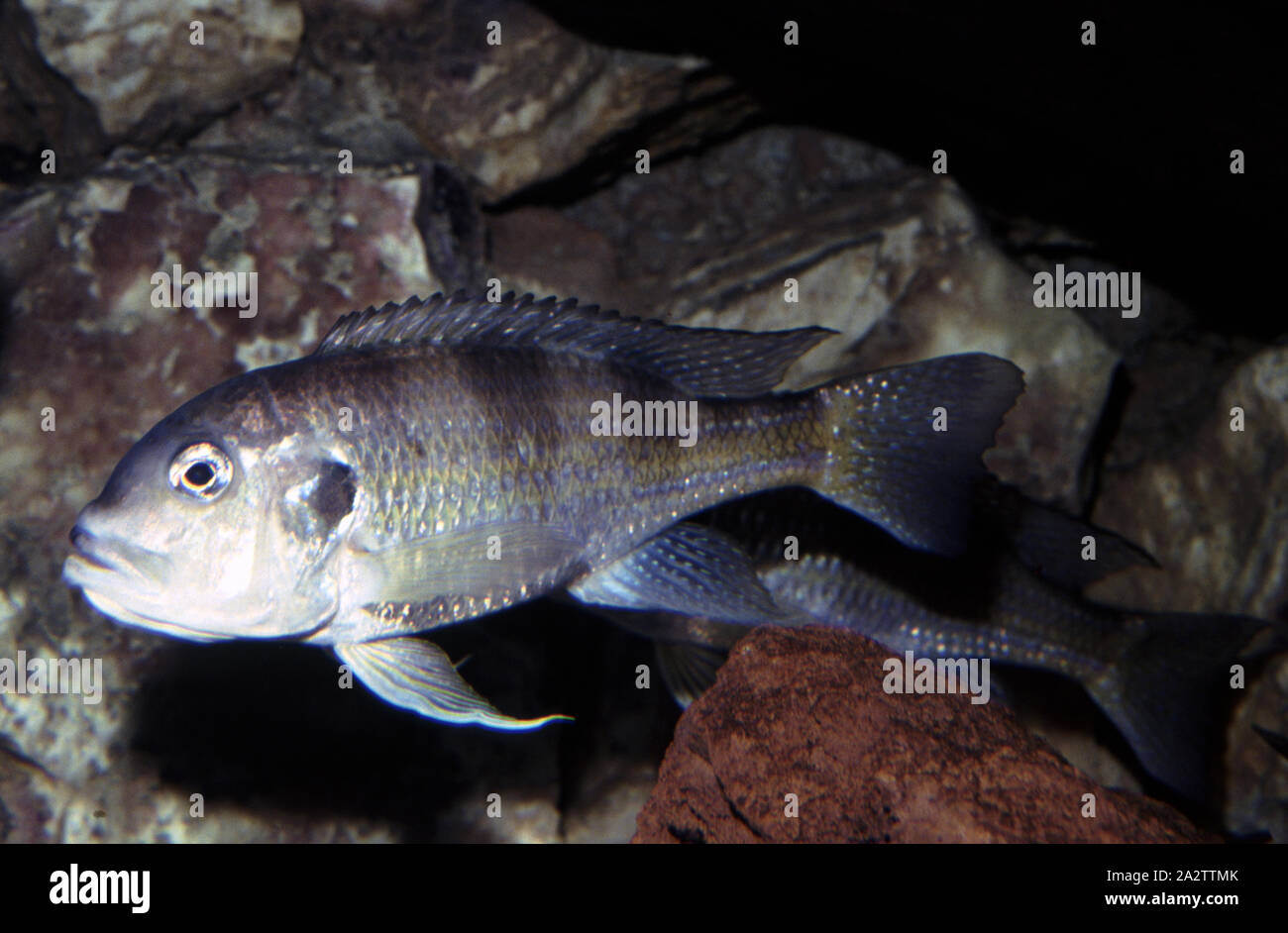 Mouth brooder cichlid hi-res stock photography and images - Alamy
