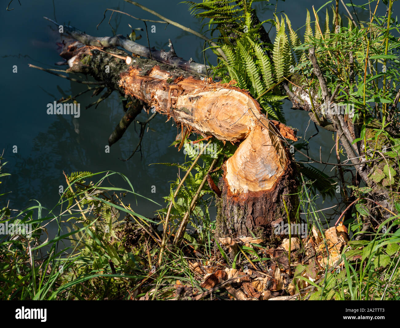 traces of beaver in the nature Stock Photo - Alamy