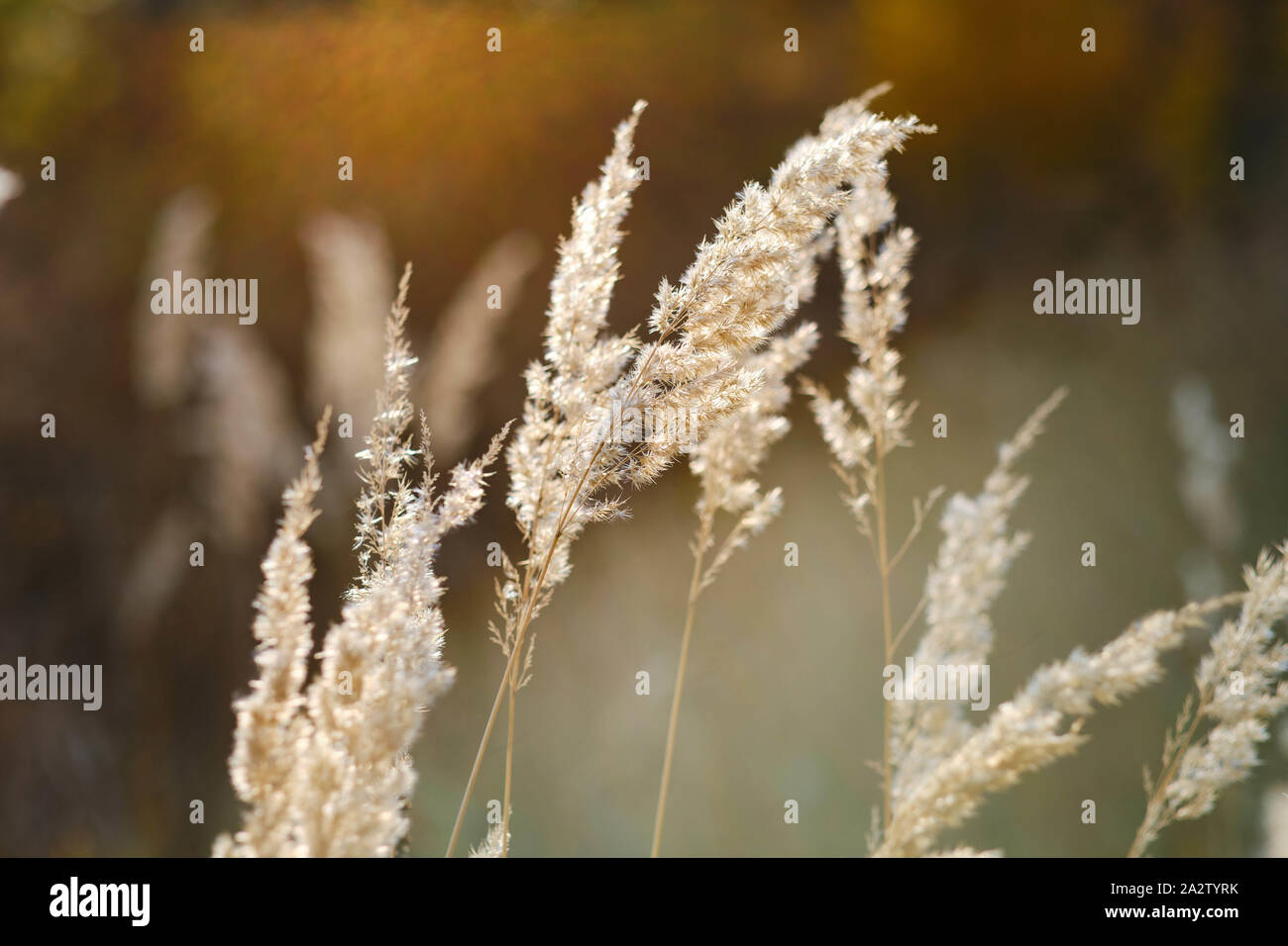 Wild cereal hi-res stock photography and images - Alamy