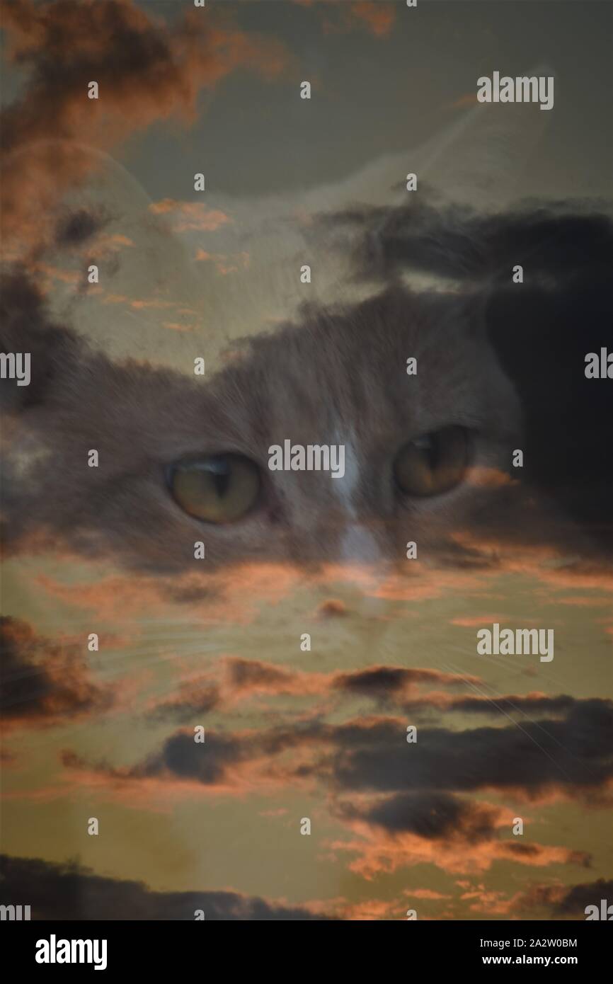 Double exposure, cats eyes in the sky, with sunset clouds Stock Photo ...