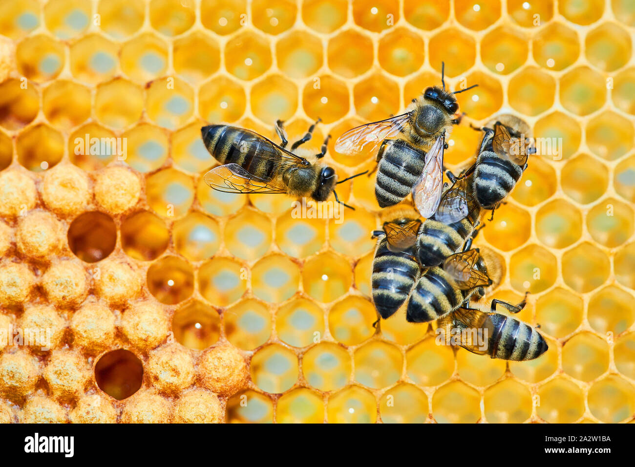 Macro photo of a bee hive on a honeycomb with copyspace. Bees produce ...