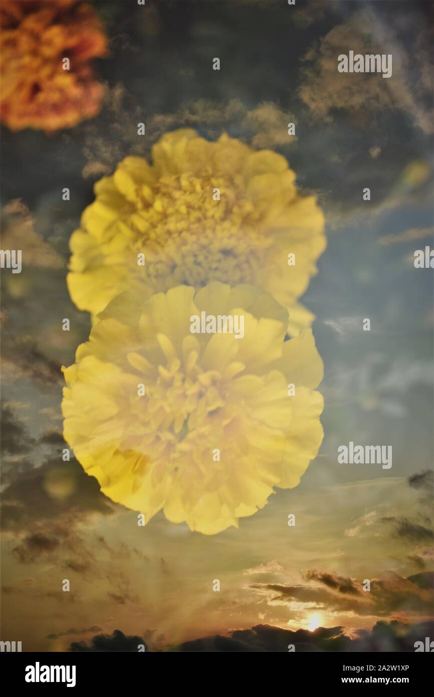 Double exposure, yellow flowers in a cloudy sunset sky. French ...