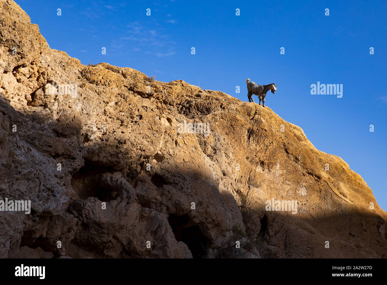 goat on top in the desert Stock Photo - Alamy