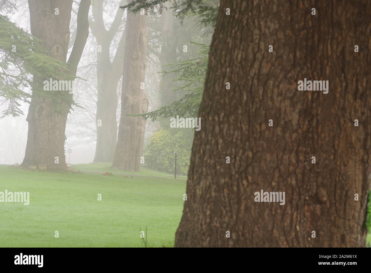 Old lebanon cedar trunk hi-res stock photography and images - Alamy