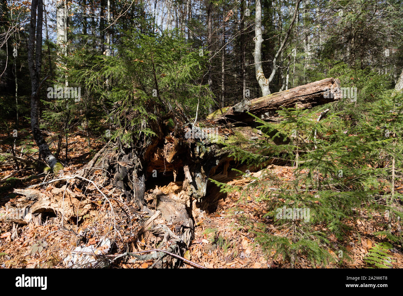 Remnants of a rare and dwindling old-growth, woodland along the ...