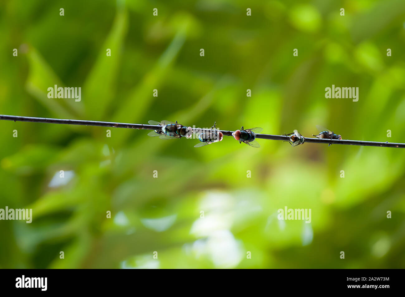 5 fly. A group of flies on a string close up with blurred green leaves ...