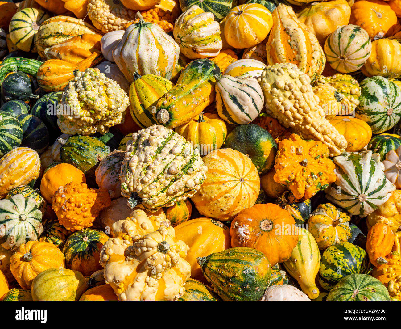 Pumpkin texture hi-res stock photography and images - Alamy