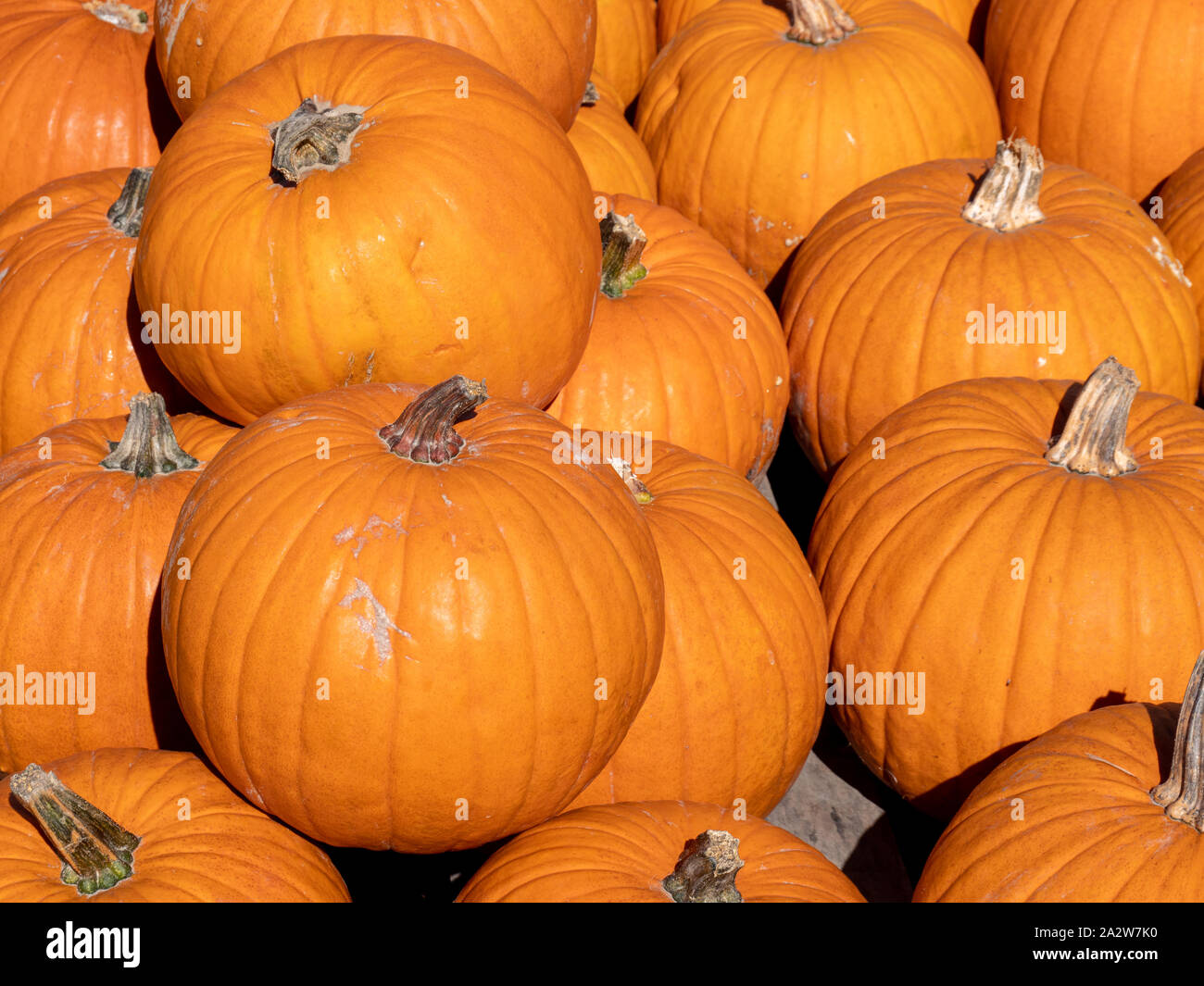 Pumpkin texture in autumn background Stock Photo - Alamy