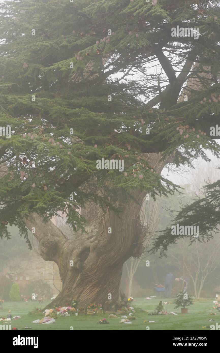 Mature Cedar of Lebanon (Cedrus libani) and ancient twisted Horse ...