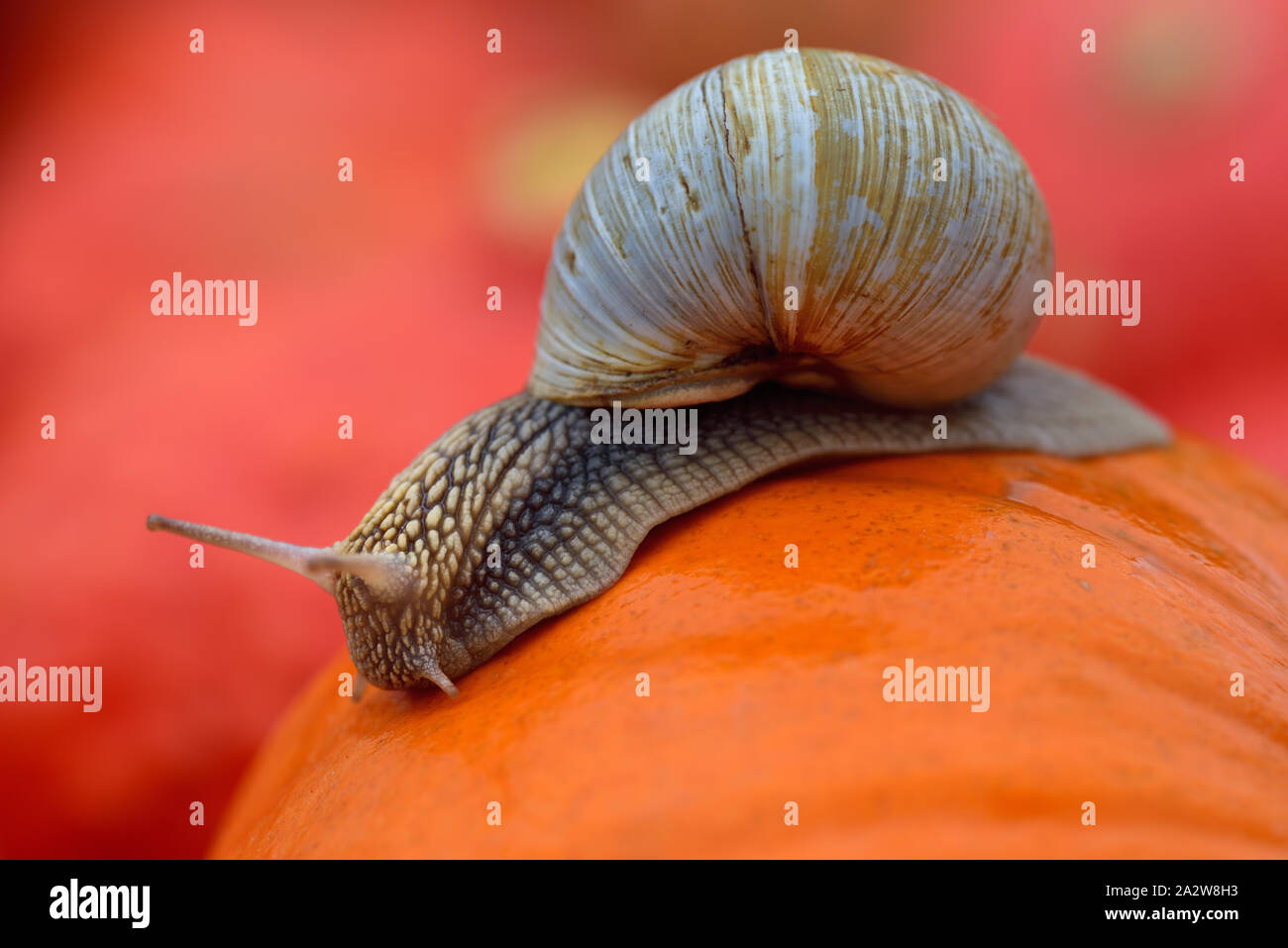 Close up garden snail shell hi-res stock photography and images - Alamy