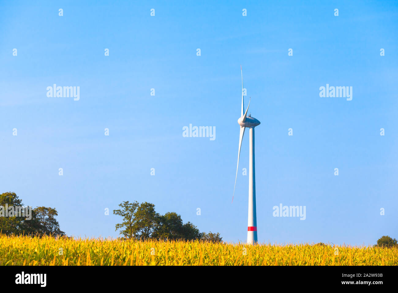 View over corn field to single wind turbine tower at horizon (copy ...