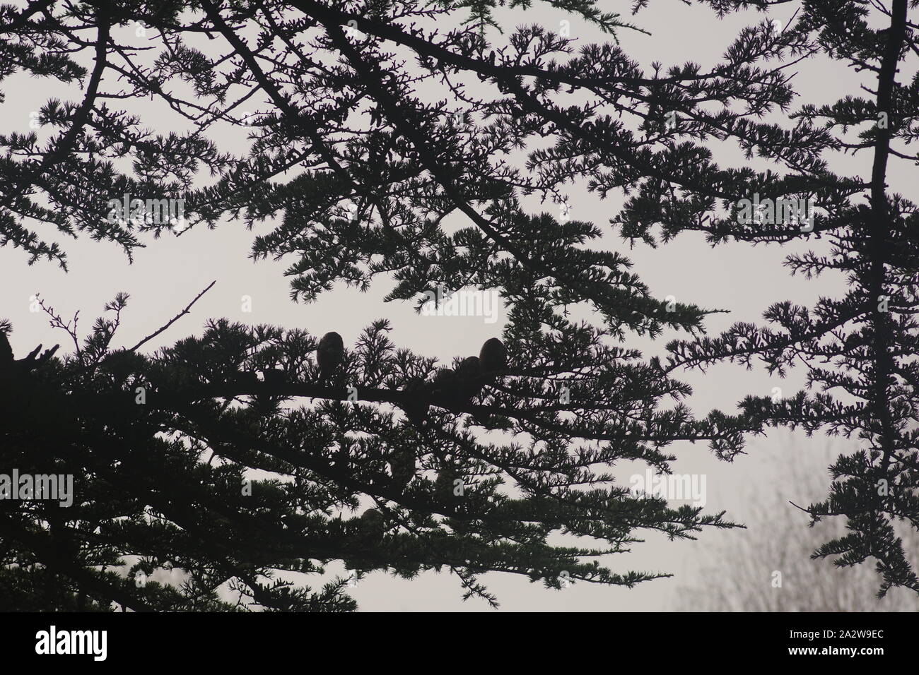 Mature Cedar of Lebanon (Cedrus libani) Tree on a Misty Winters Day ...