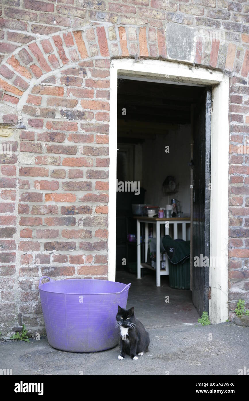 Stable Cat sat outside Doorway of Stable Yard Tack Room with red bricks ...