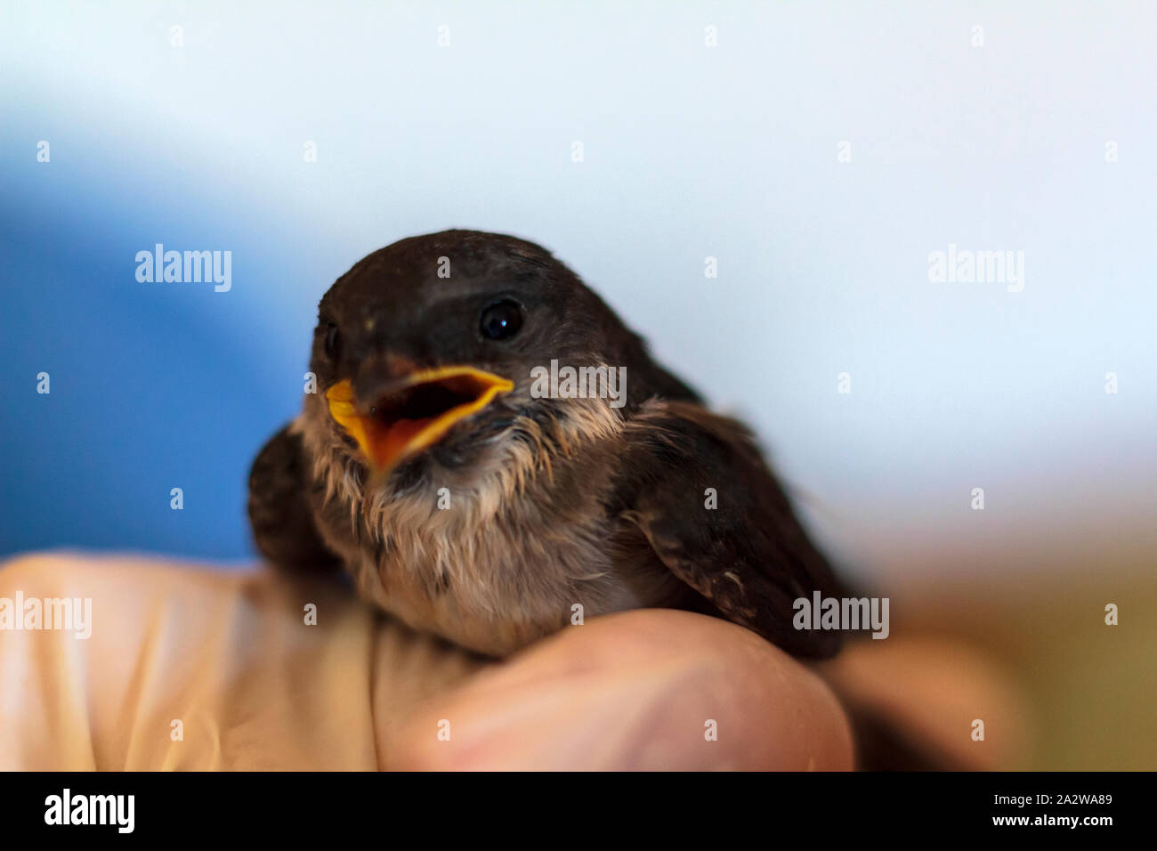 Baby swallow bird with open mouth waiting for food Stock Photo - Alamy