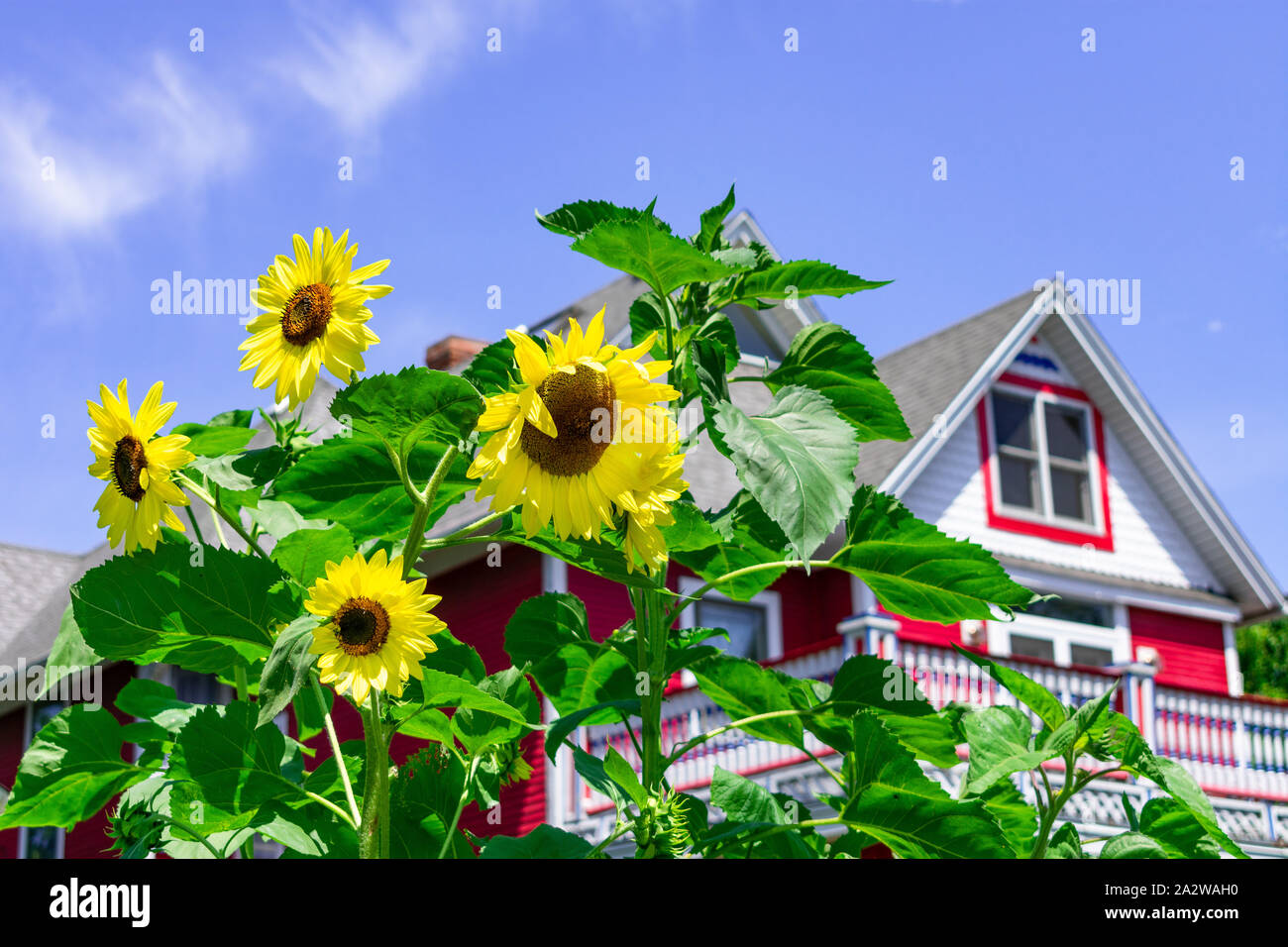 Sunflowers in front of red country house Stock Photo - Alamy