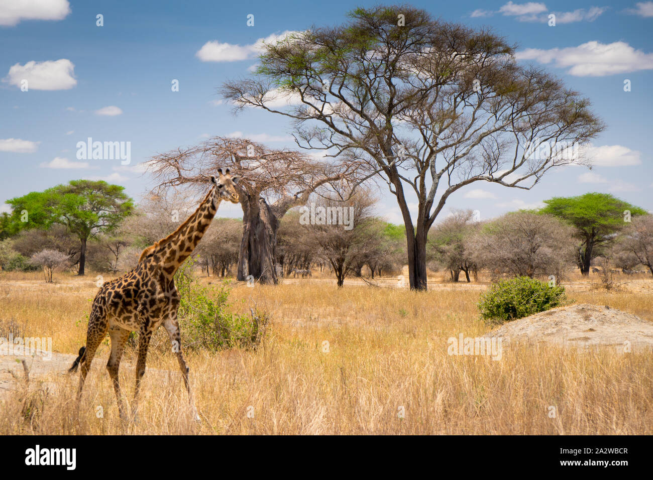 African giraffe in the grass passing by in Serengeti national park ...