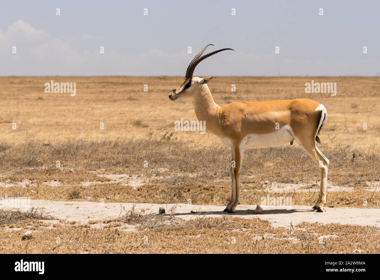 Thomsons gazelle on the african savanna hi-res stock photography and ...