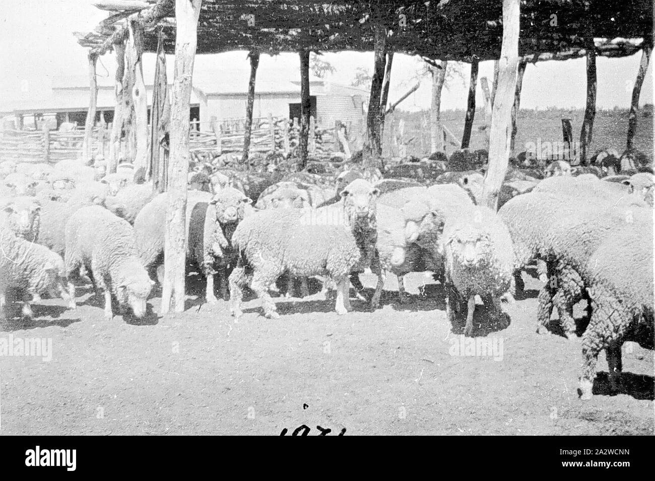 Negative - Isisford District, Queensland, 1936, Sheep at the shearing ...