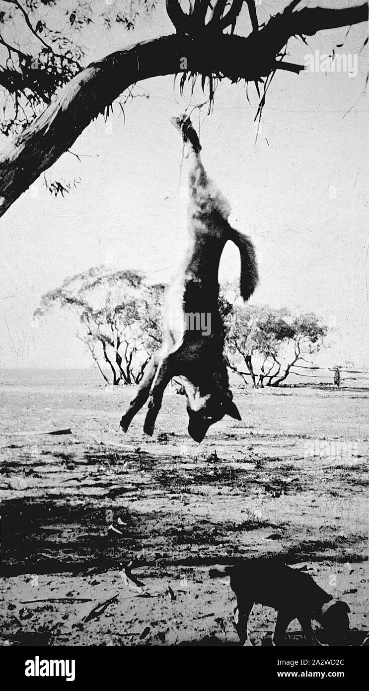 Negative - Darling, New South Wales, circa 1930, A dead dingo hanging ...